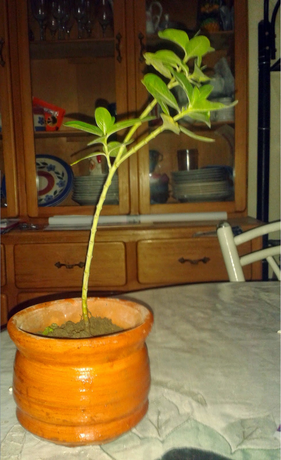 ALFA GROUP - Administración en Trabajo Social: Información sobre mi ...